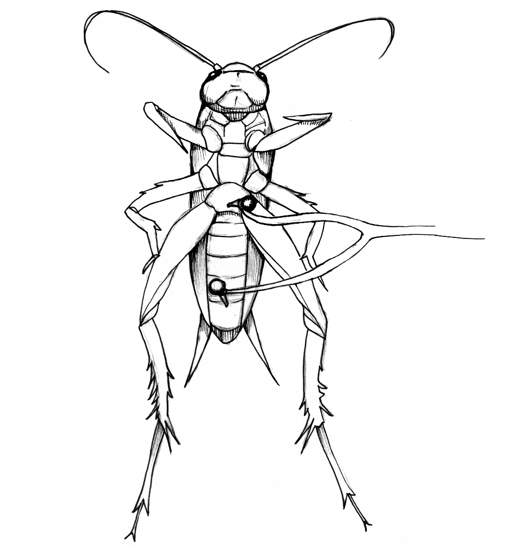 Experiment: Cricket Cercal System – Backyard Brains