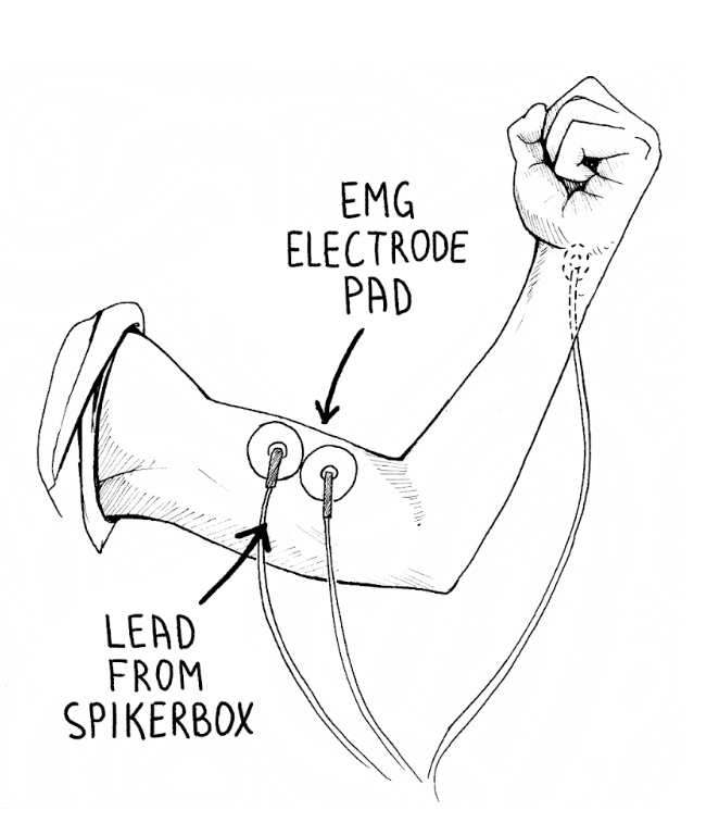 Experiment: Electromyography (EMG) of Motor Movements – Backyard Brains
